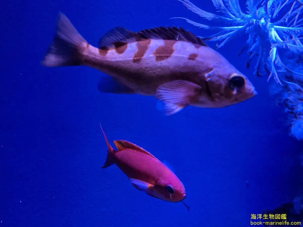 トゴットメバルSebastes joyneri | 海洋生物図鑑